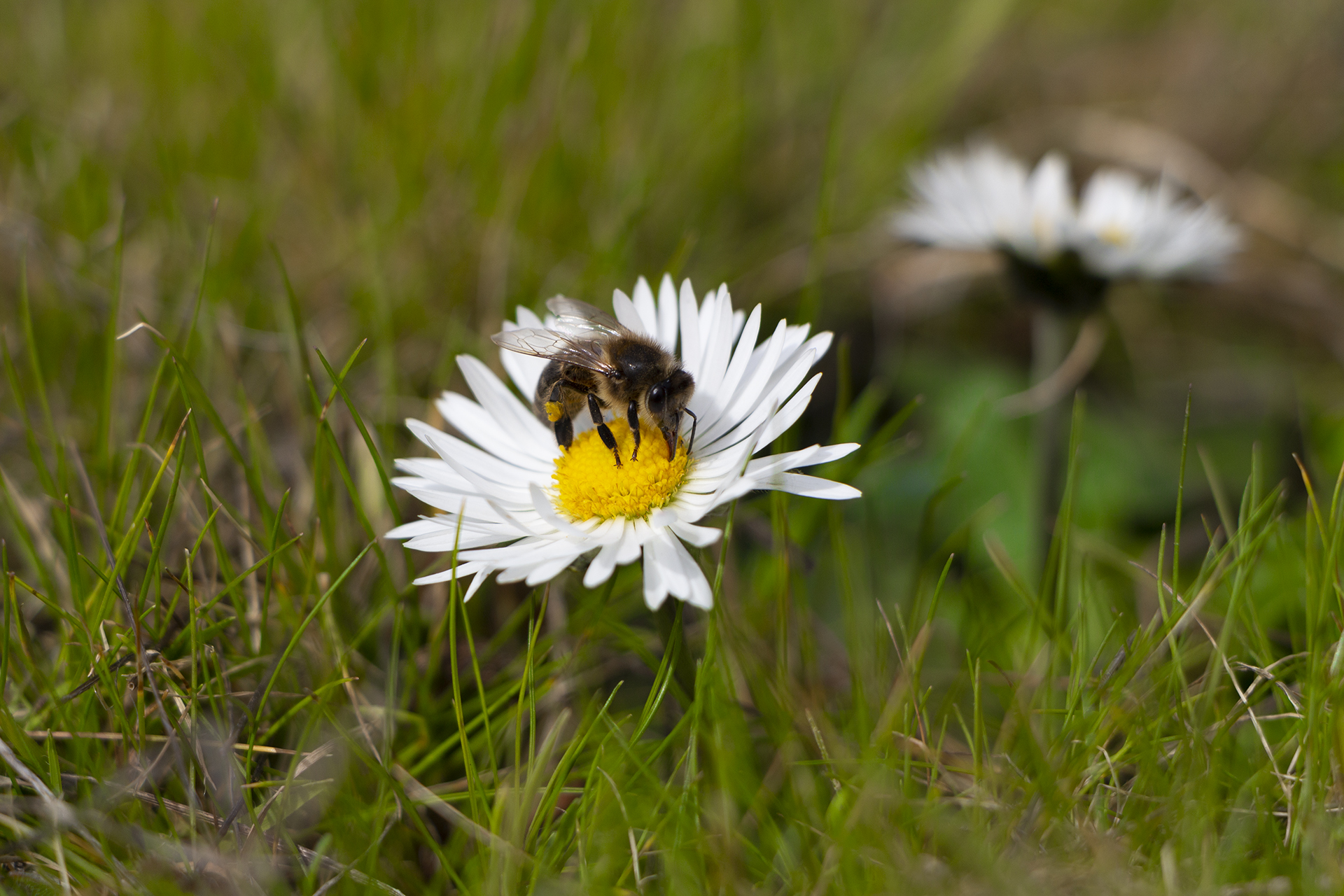 Tienda - La Paramera